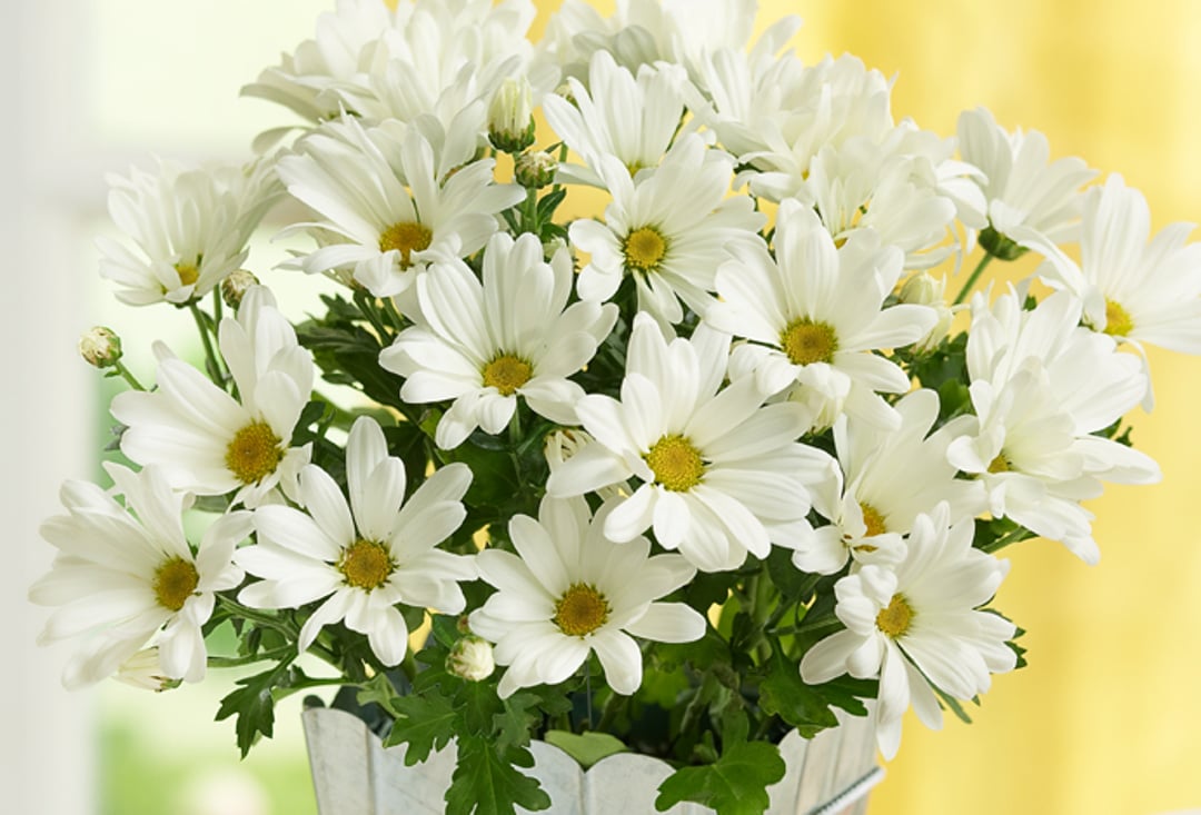 National Flowers by Country | Petal Talk