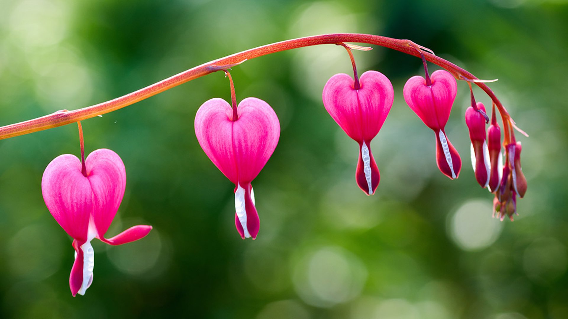 The Most Beautiful Flowers in the World | Petal Talk