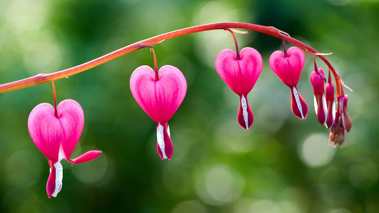 The Most Beautiful Flowers in the World | Petal Talk