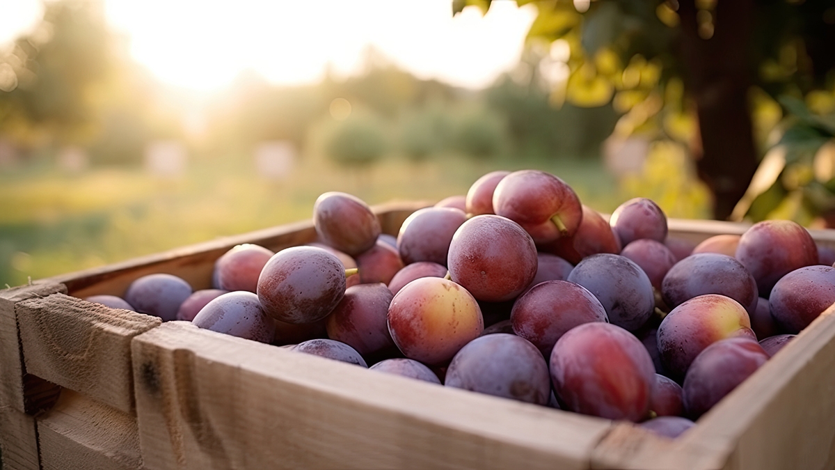 Plums: A Complete Guide | The Table by Harry & David