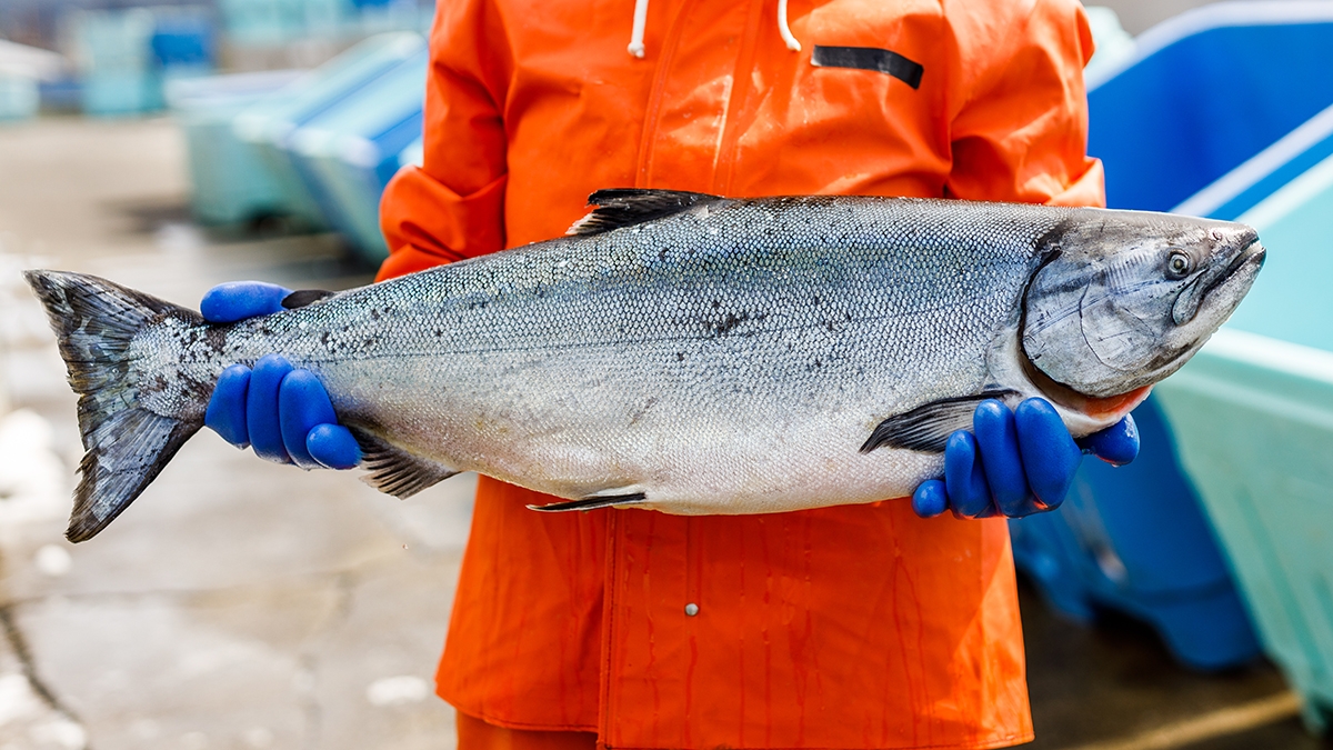 Wild-Caught King Salmon: Featured Catch | Vital Choice