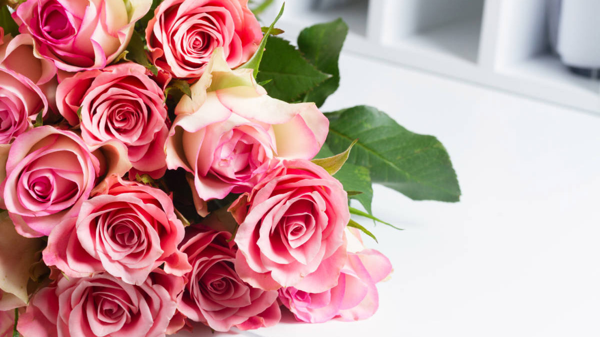 National Rose Month Celebration Tips | Petal Talk
