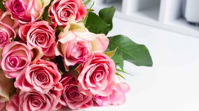 National Rose Month Celebration Tips | Petal Talk
