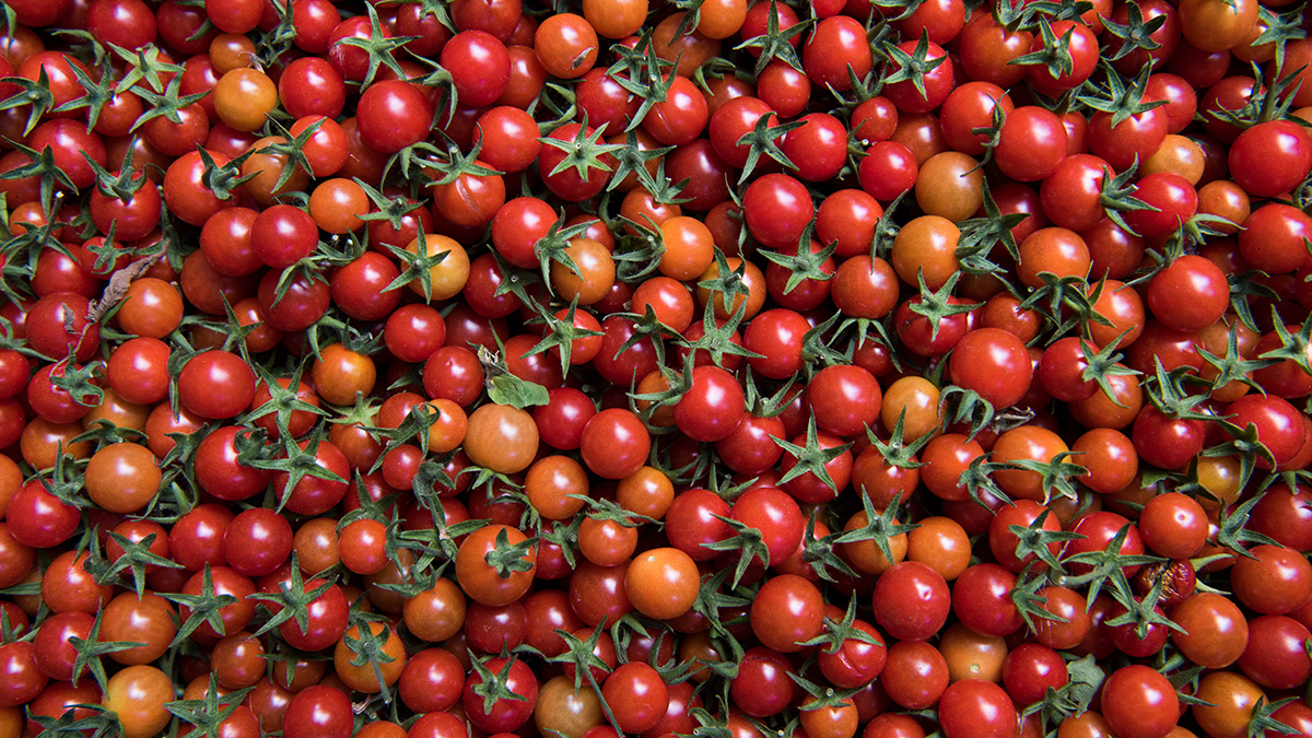 Tomatoes: A Juicy Guide | Vital Choice