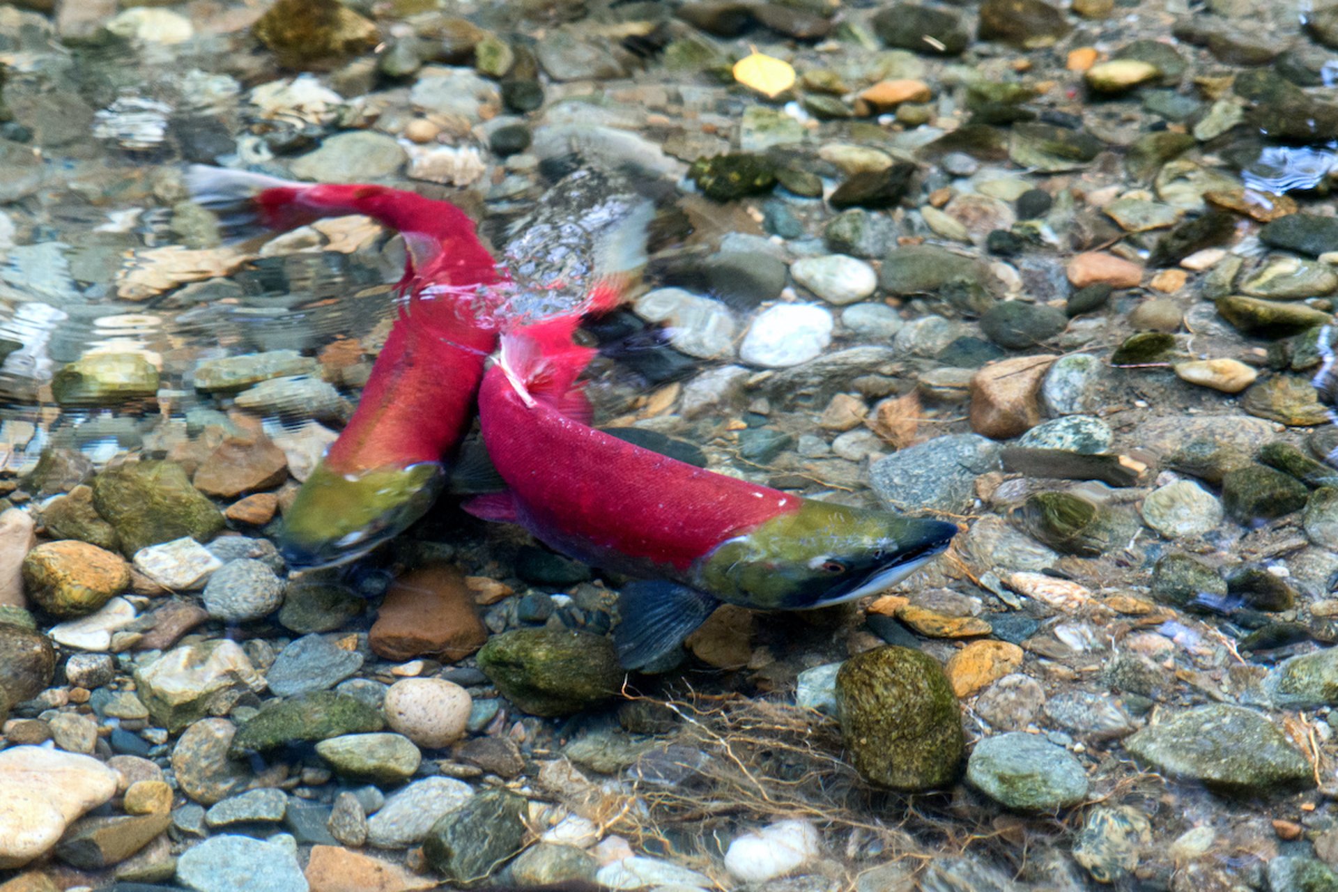 America’s Iconic Wild Fish | Vital Choice