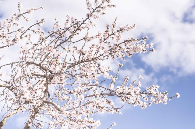 Irish Flowers You Should Know for St. Patrick's Day | Petal Talk