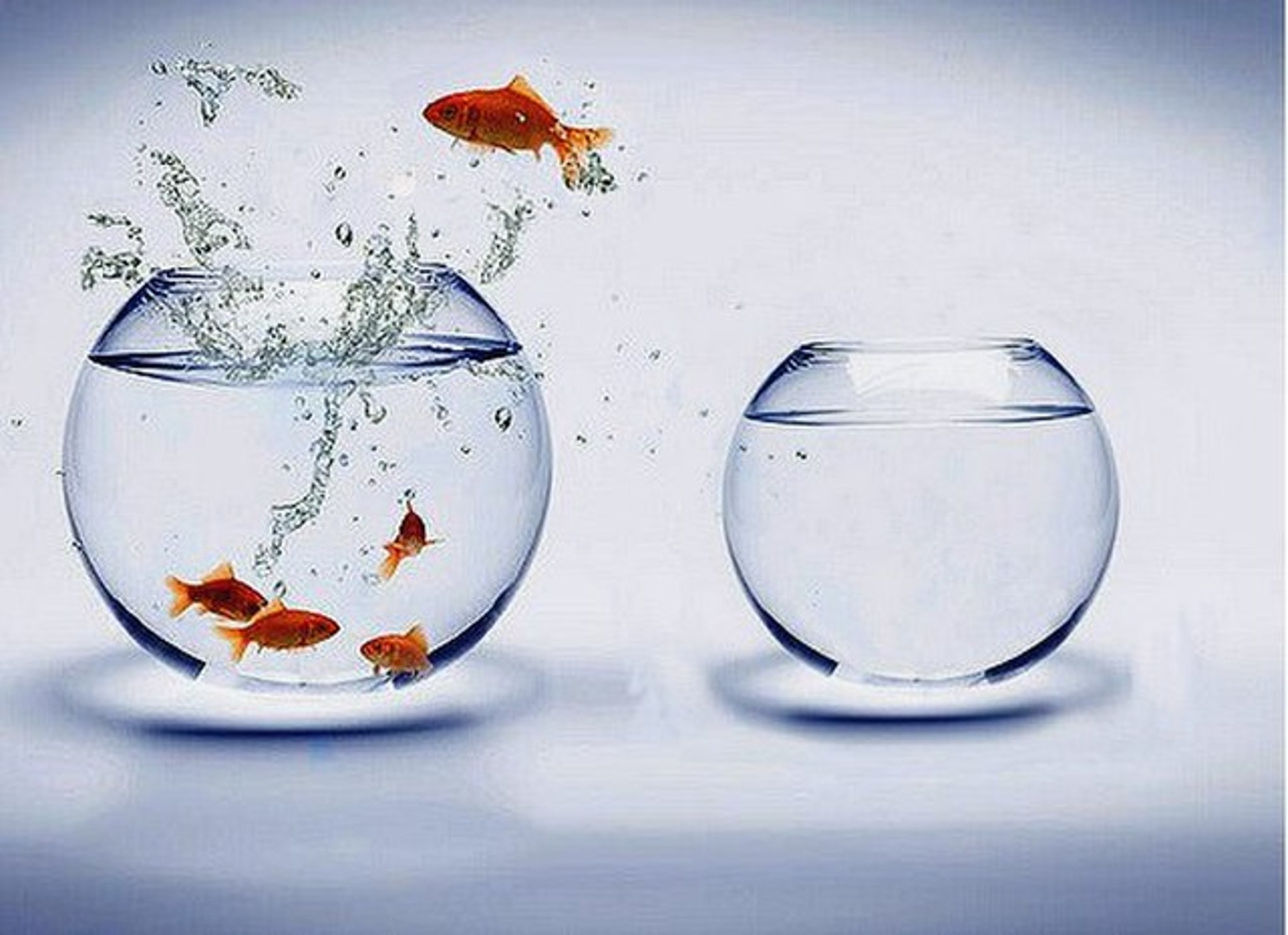 Fish Expressions for Finny Fun | Vital Choice