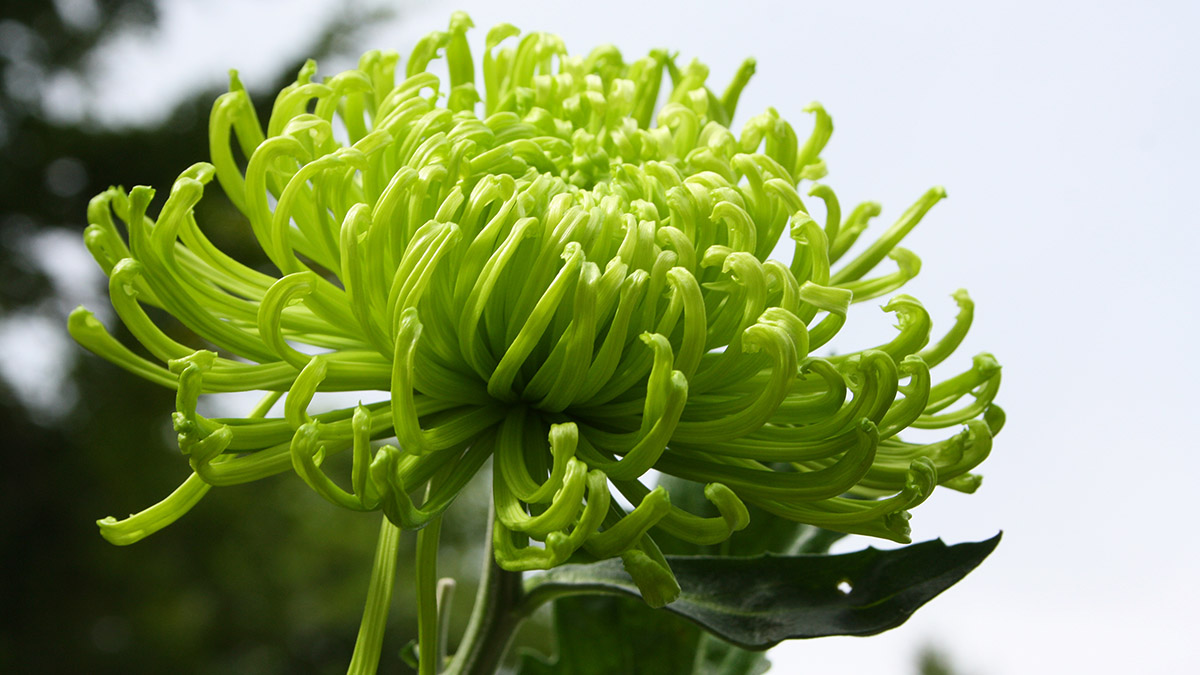 20 Types of Green Flowers | Petal Talk