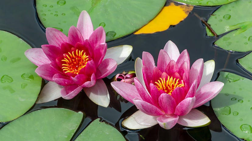 Types of July Birth Flowers | Petal Talk