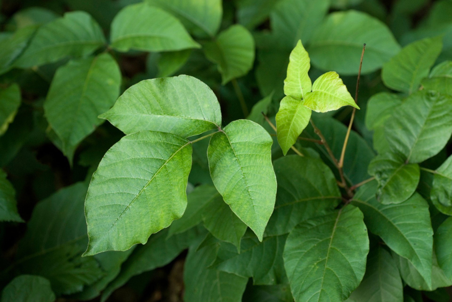 List of Poisonous Plants & Facts About Them | Petal Talk