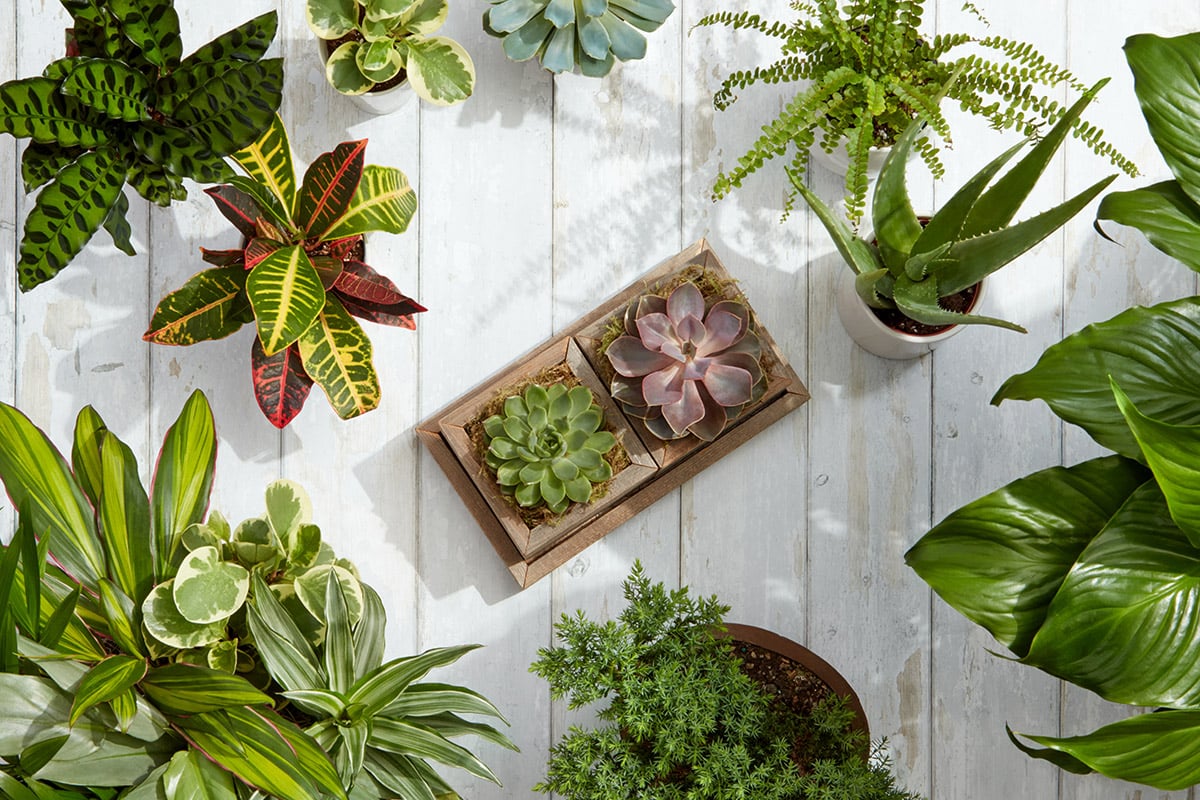 100 Flower Puns & Jokes to Share | Petal Talk