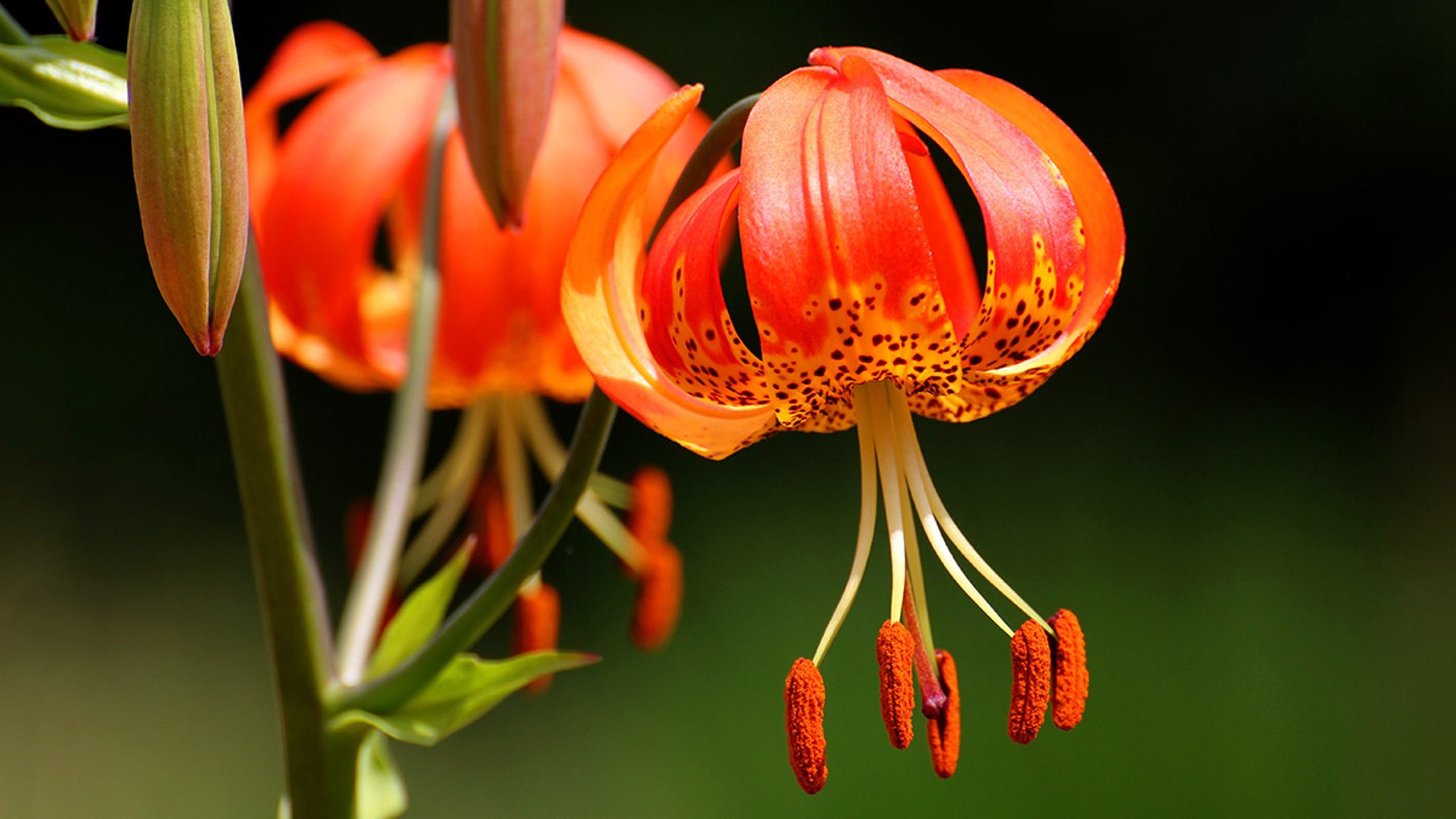 9 Types of Lilies | Petal Talk