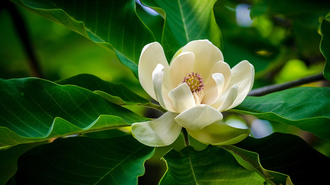 25 Types of White Flowers | Petal Talk