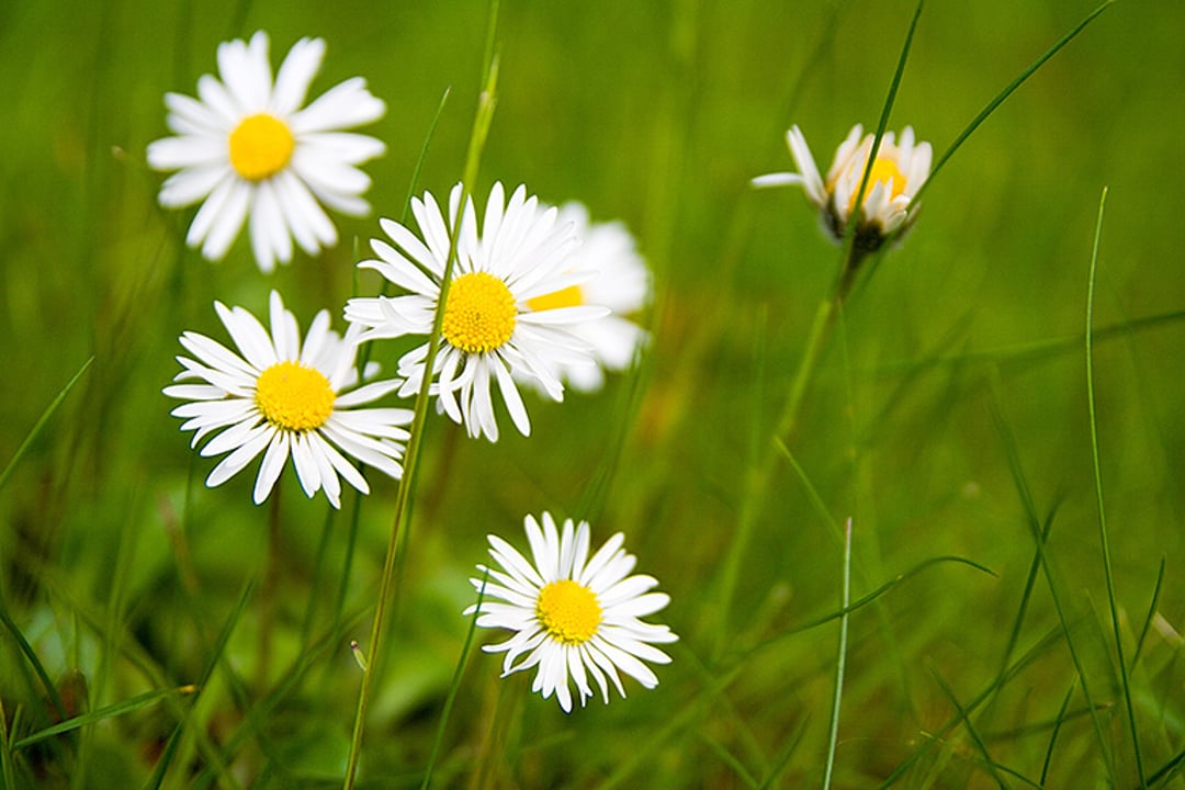Irish Flowers You Should Know for St. Patrick's Day | Petal Talk