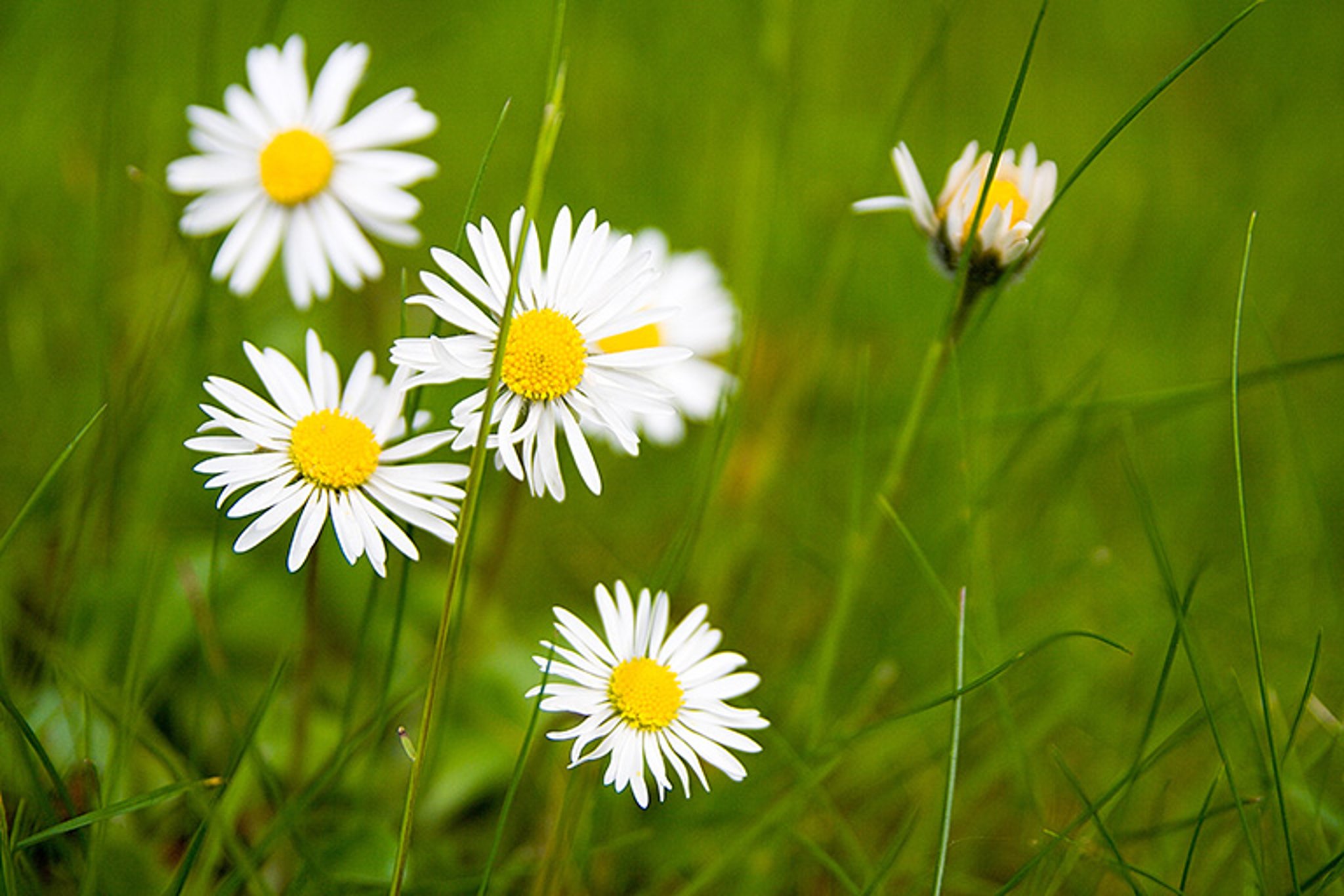 Irish Flowers You Should Know for St. Patrick's Day | Petal Talk