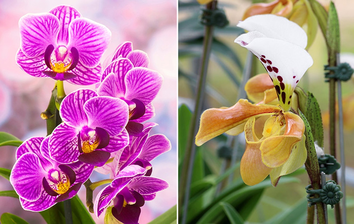 Types of Orchids to Grow as Houseplants | Petal Talk