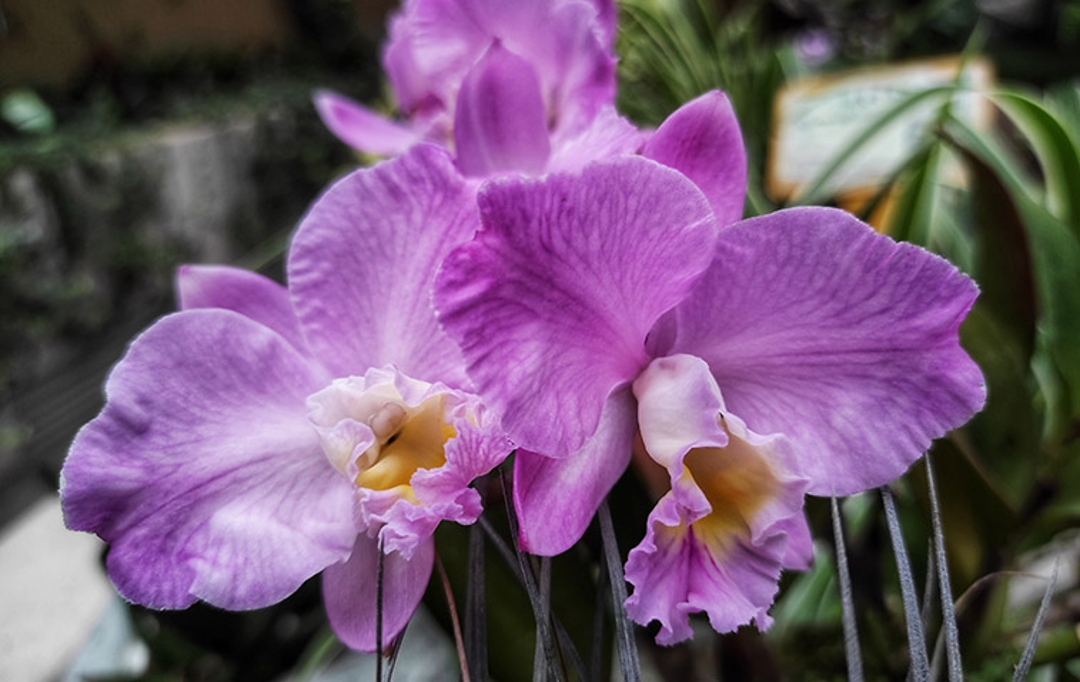 Types of Orchids to Grow as Houseplants | Petal Talk