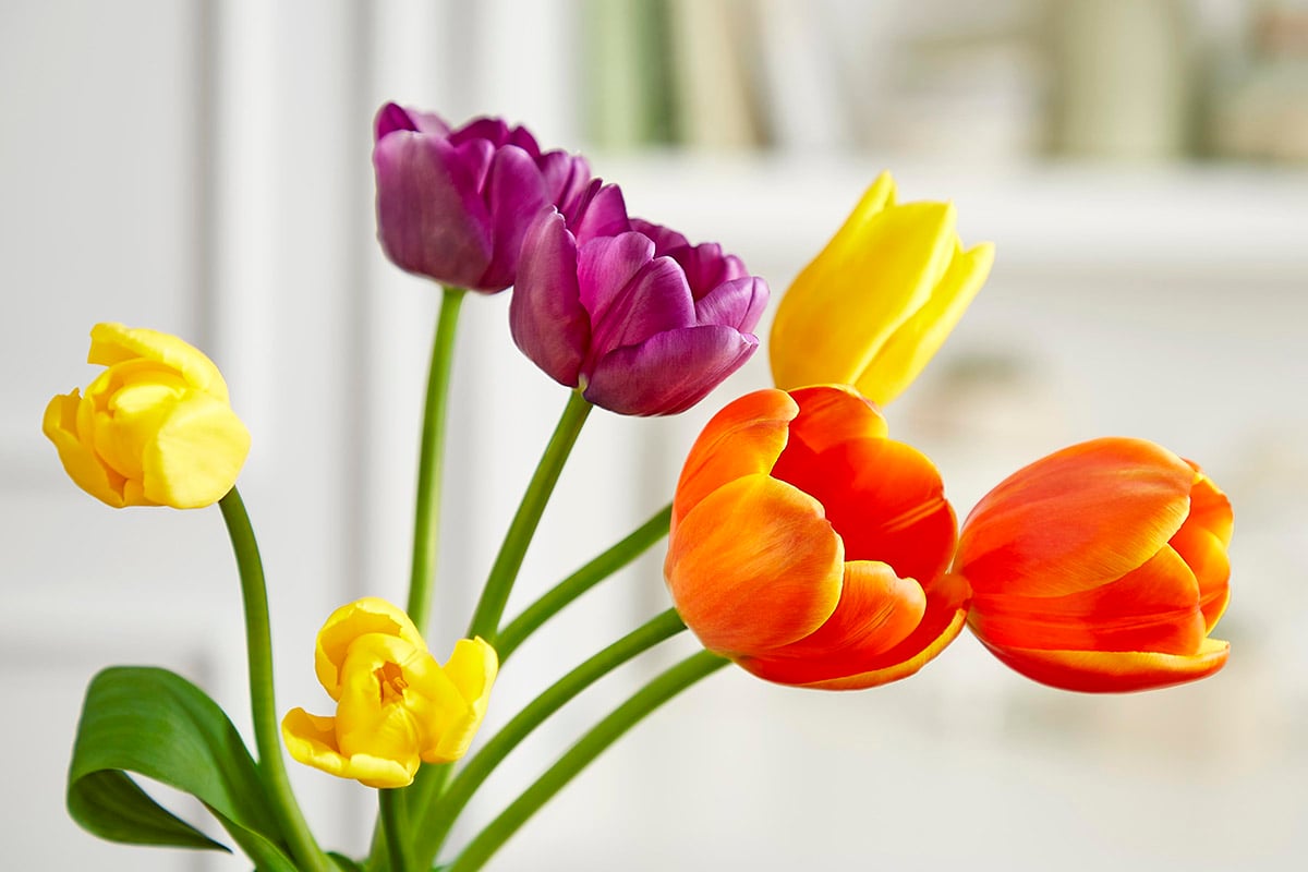 100 Flower Puns & Jokes to Share | Petal Talk