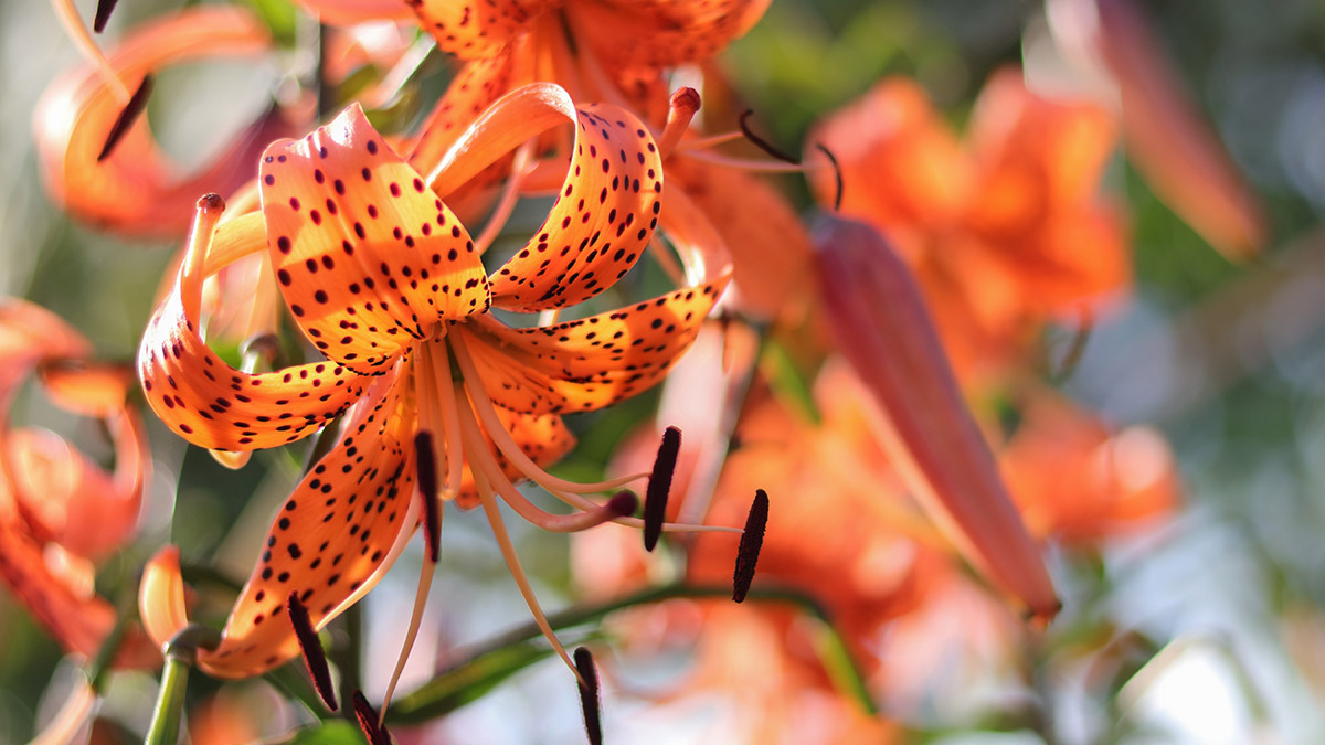 9 Types of Lilies | Petal Talk