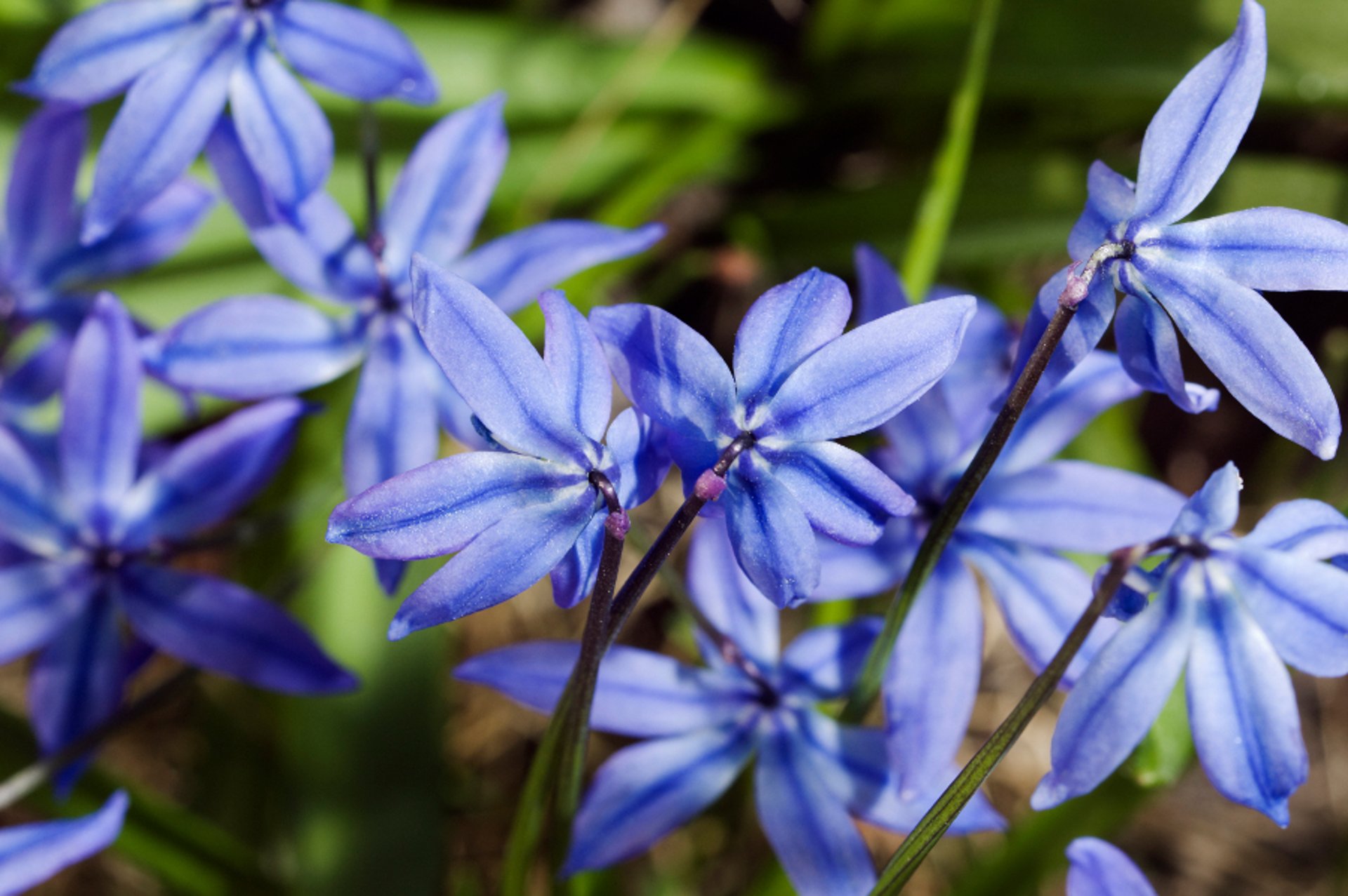 Irish Flowers You Should Know for St. Patrick's Day | Petal Talk