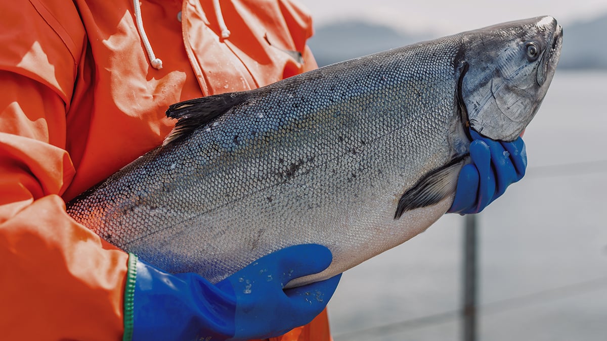 Wild-Caught King Salmon: Featured Catch | Vital Choice