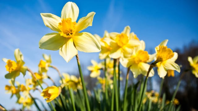 10 Popular Spring Flowers | Petal Talk