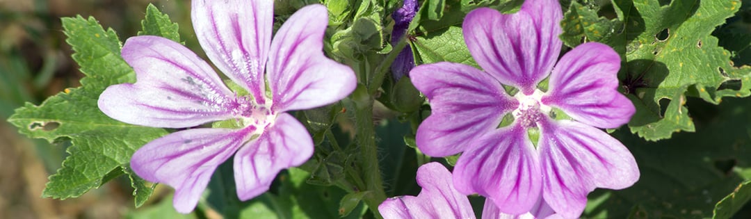 Unusual & Funny Flower Names | Petal Talk