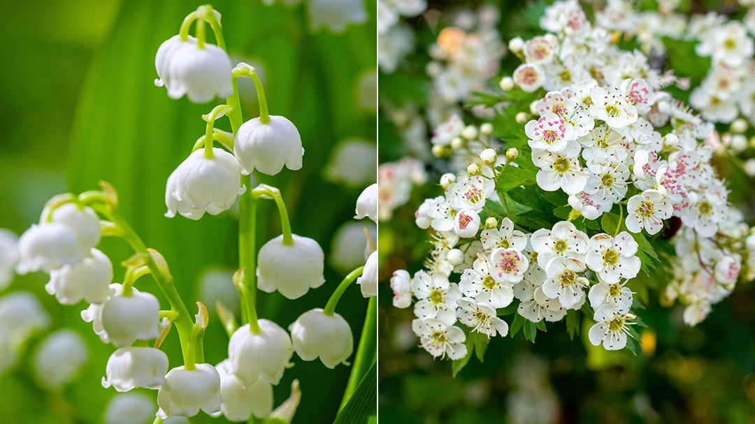 June Birth Flowers: The Rose and Honeysuckle | Petal Talk