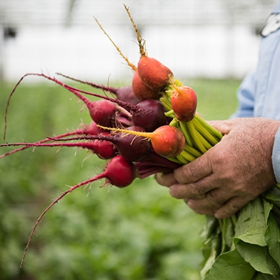 How to Keep Vegetables Fresh | The Table by Harry & David