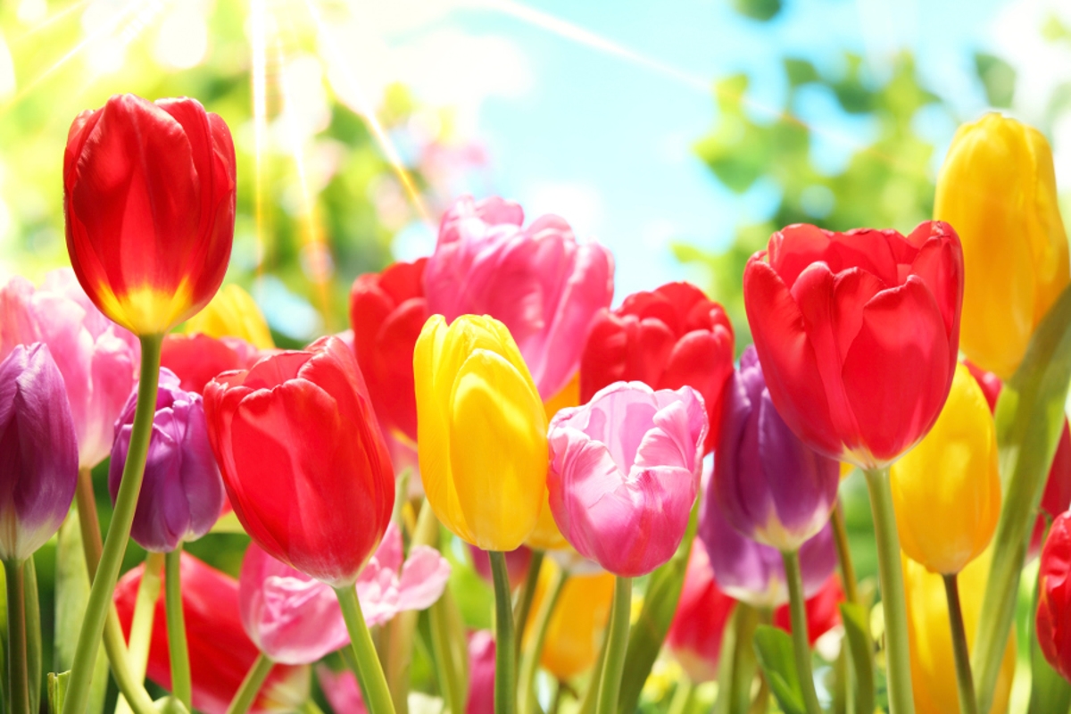 10 Fun Facts About Tulips | Tulip Facts