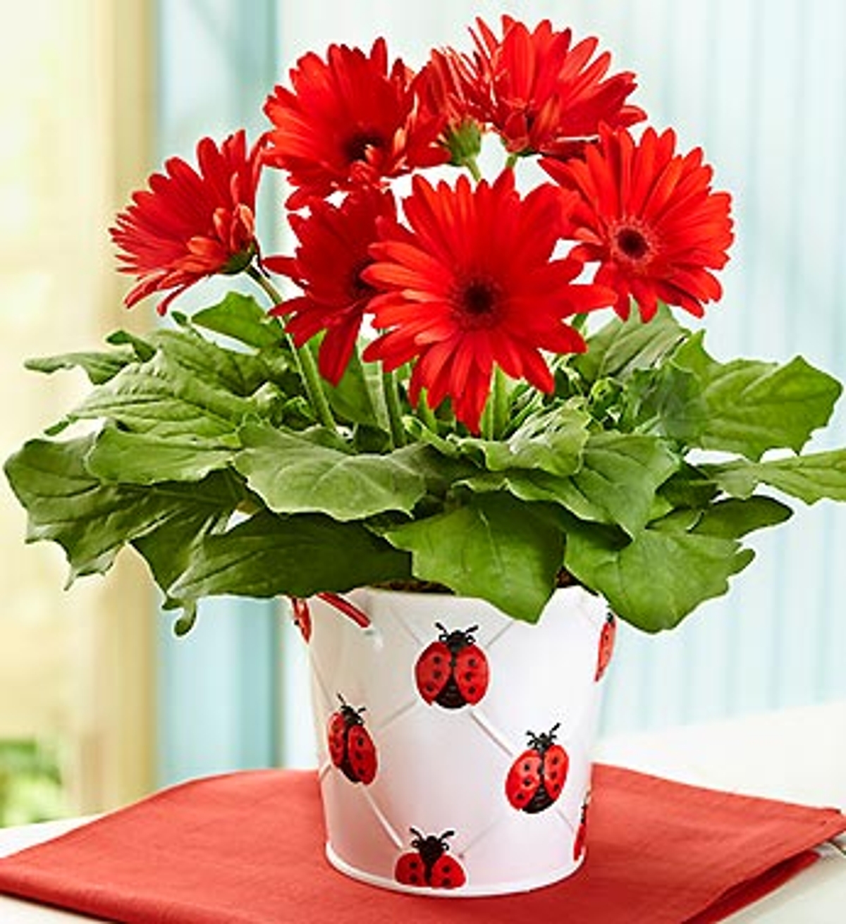 Bye, Bye, Buggy: How to Remove Bugs From Plants | Petal Talk