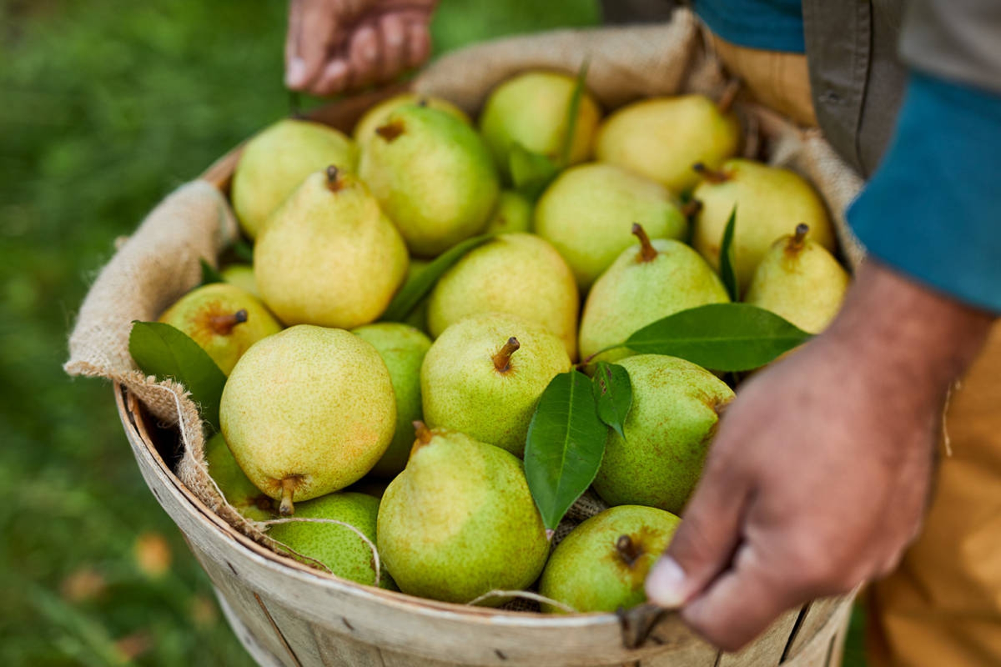 How to Ripen Pears | The Table by Harry & David