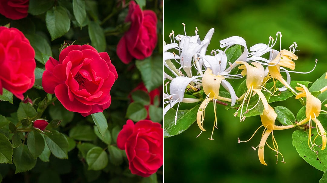 Types of July Birth Flowers | Petal Talk