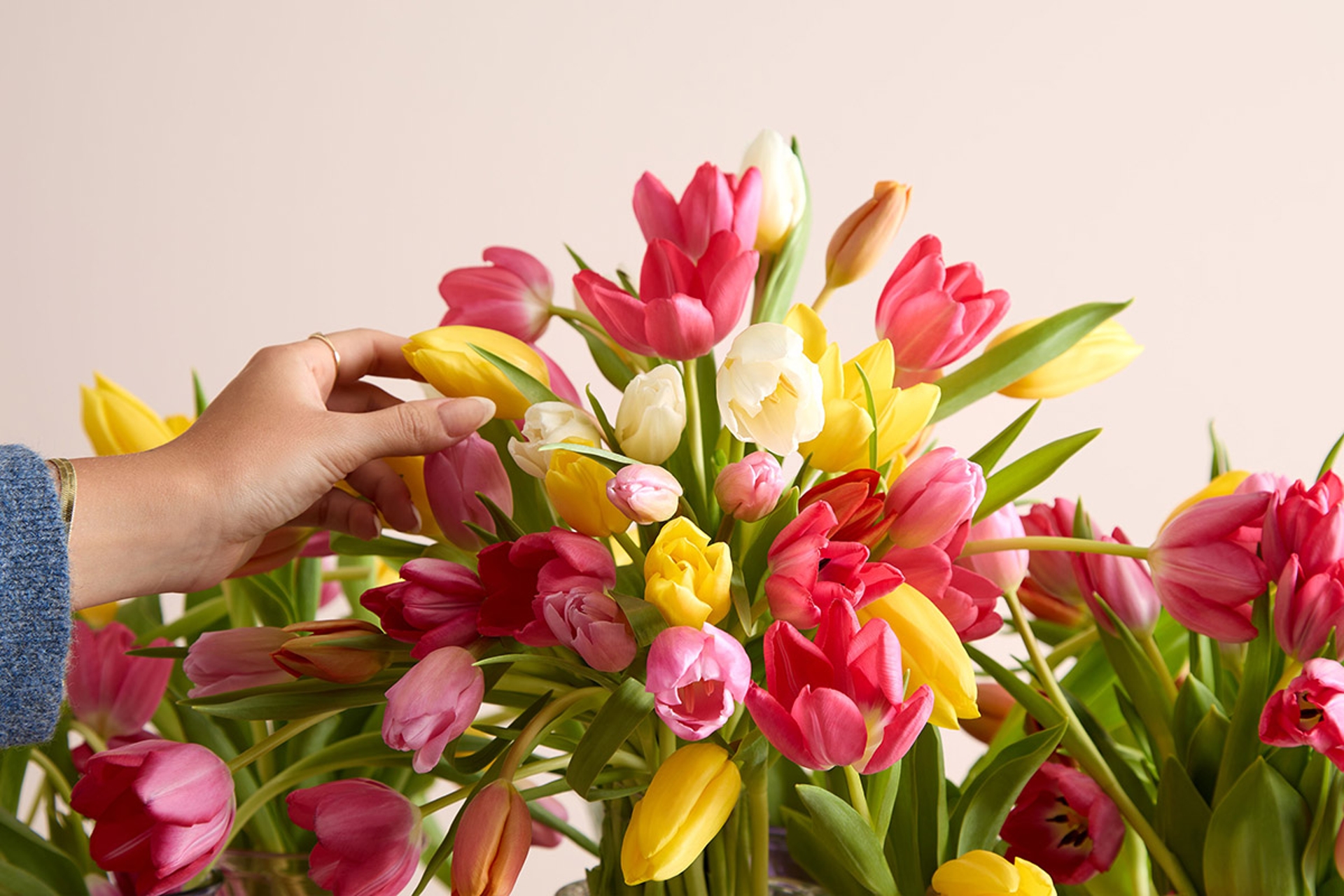 10 Fun Facts About Tulips | Tulip Facts
