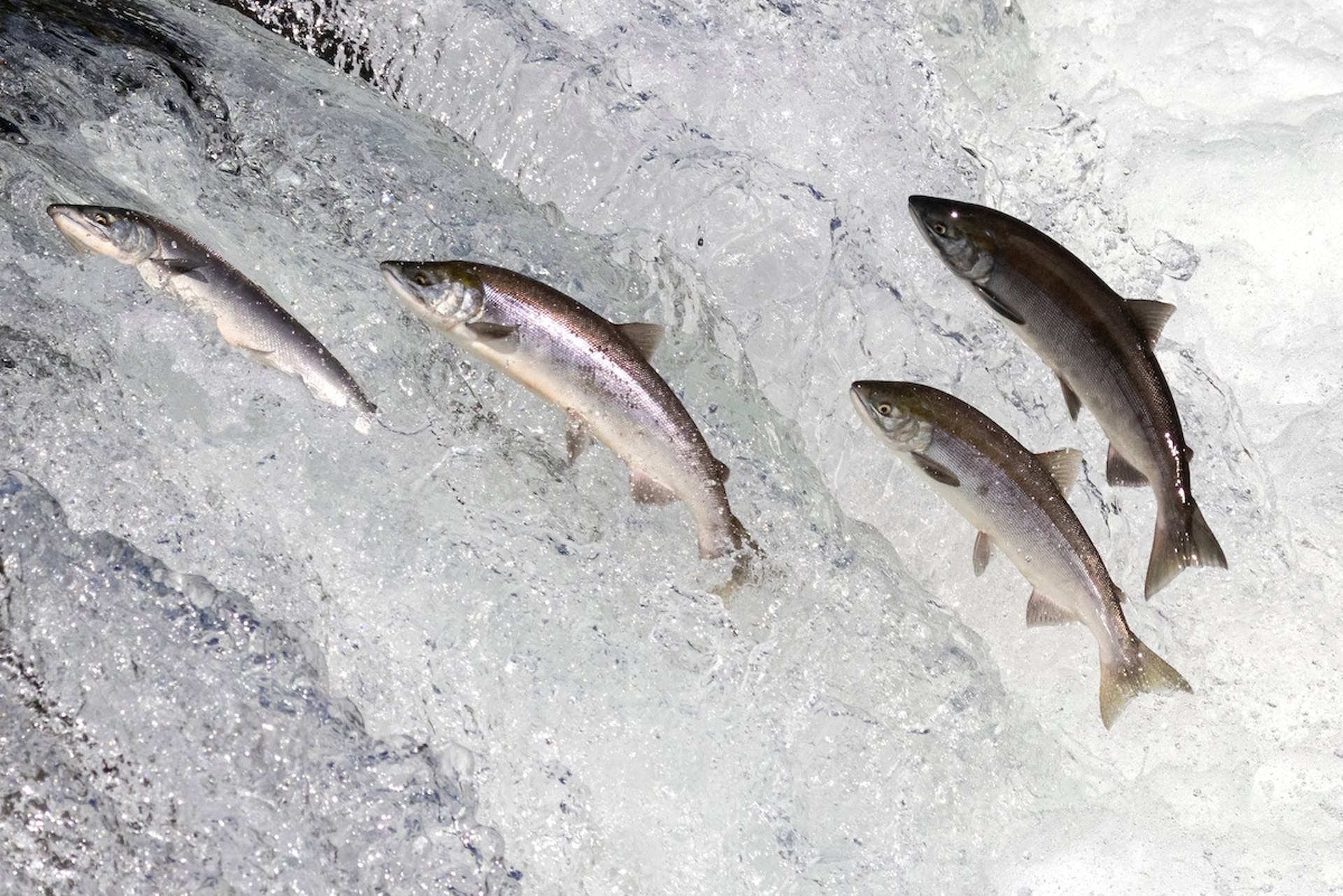 17 Copper River Sockeye Salmon Facts | Vital Choice
