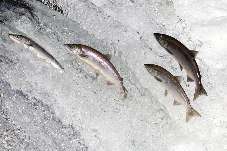 Haddock Fish Facts | Vital Choice