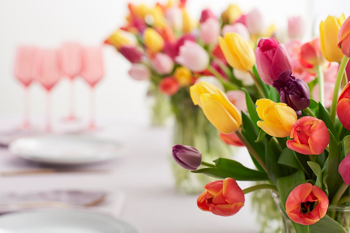 10 Fun Facts About Tulips | Tulip Facts