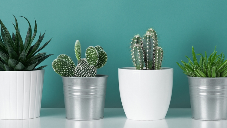 Common Houseplants Found in Homes and Offices | Petal Talk