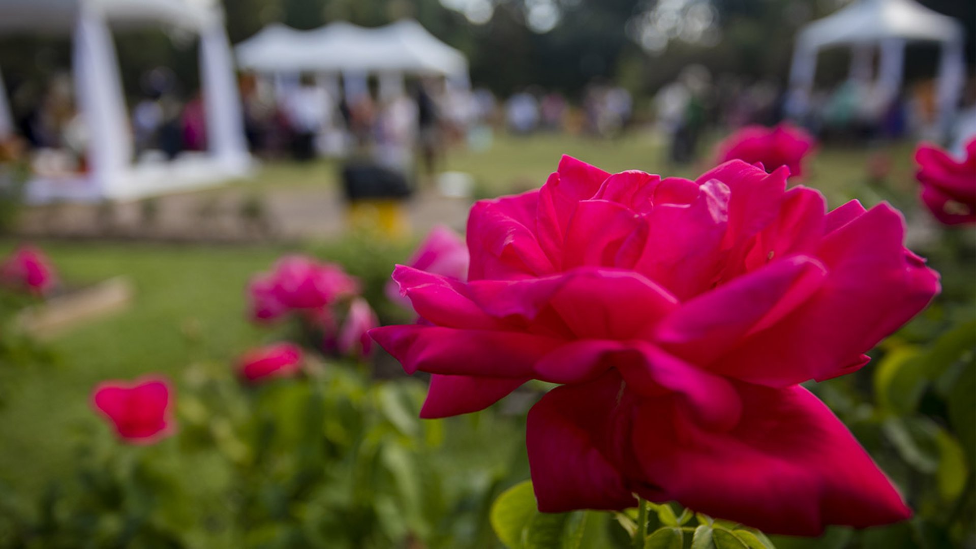 Top Rose Festivals in the U.S. in 2026 | Petal Talk