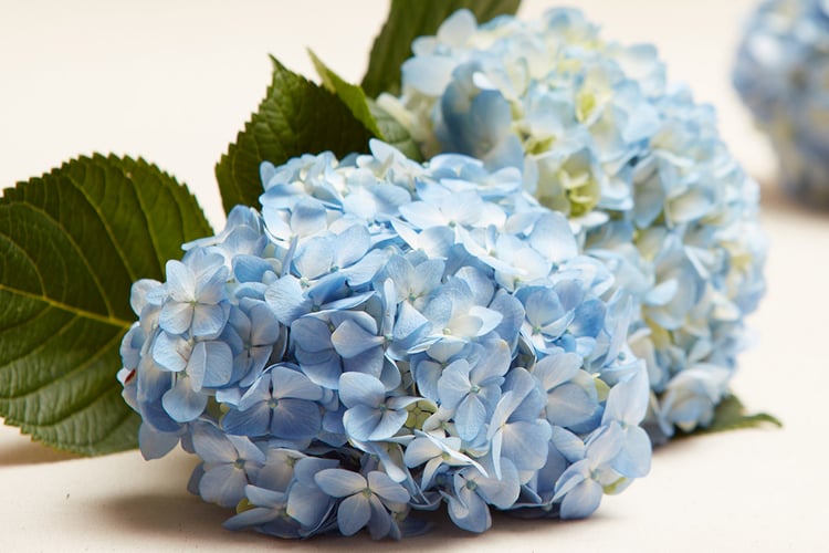 100 Flower Puns & Jokes to Share | Petal Talk