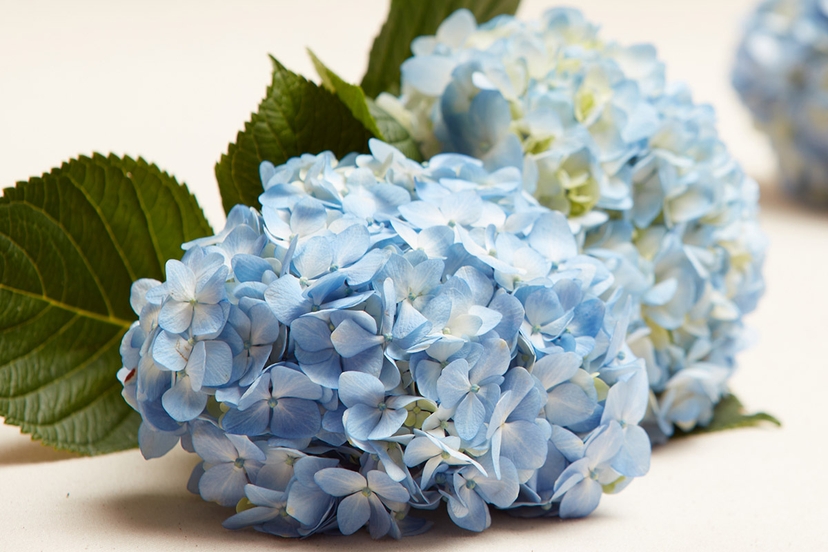 100 Flower Puns & Jokes to Share | Petal Talk