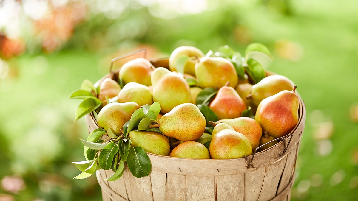 The Many Benefits of Fruit | The Table by Harry & David