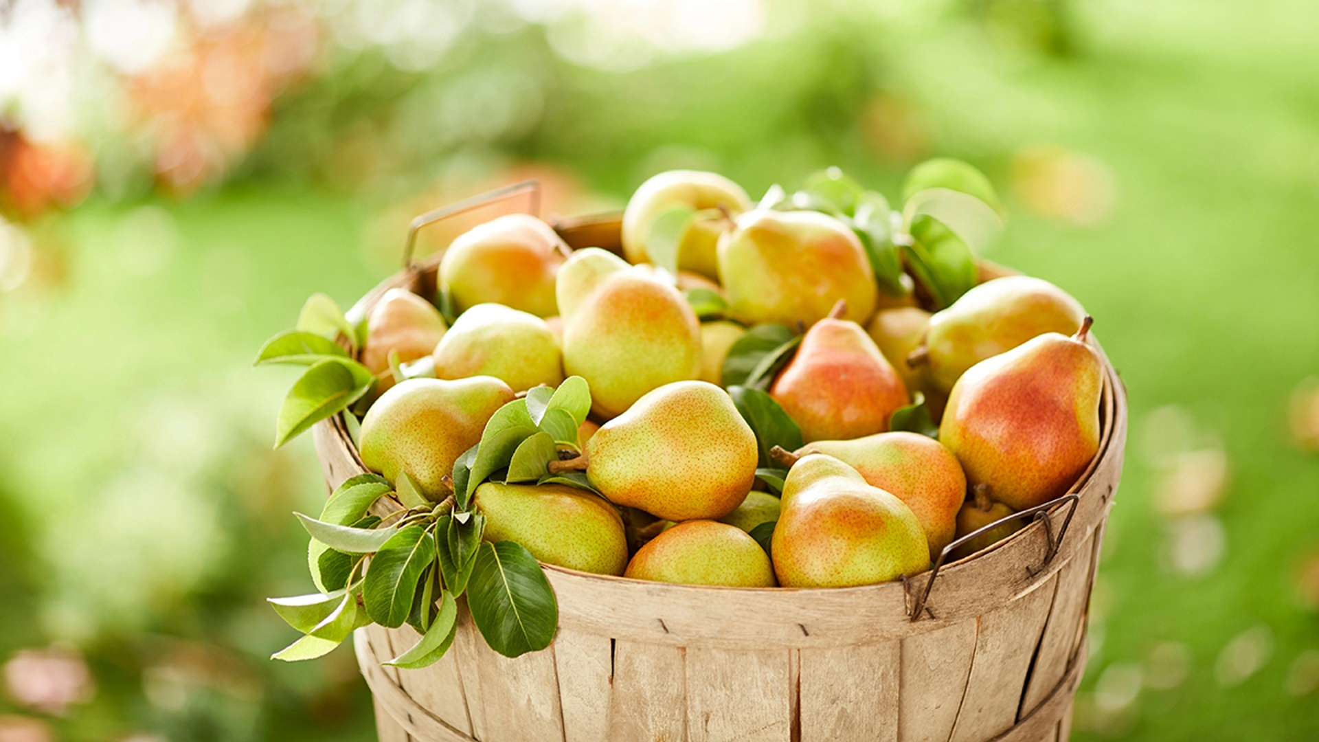 What Is a Persimmon? | The Table by Harry & David