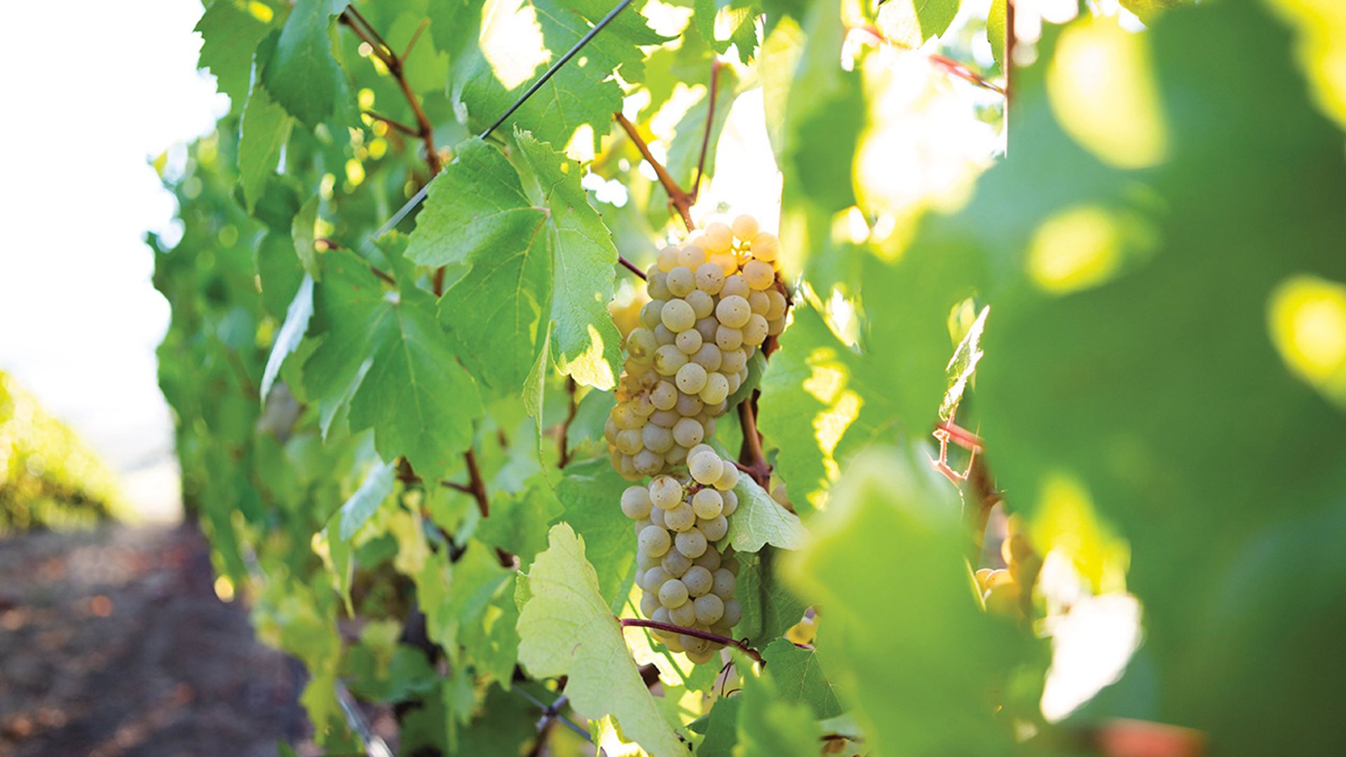 Wine Pronunciation Guide | The Table by Harry & David
