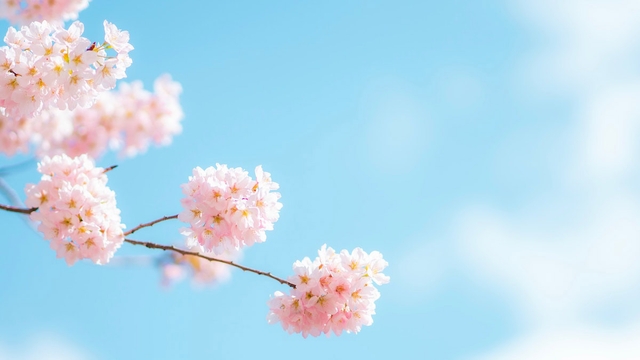 The Meaning of Spring | Origin of Spring | Petal Talk