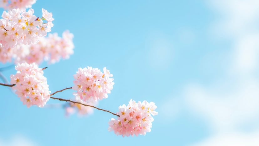 The Meaning of Spring | Origin of Spring | Petal Talk