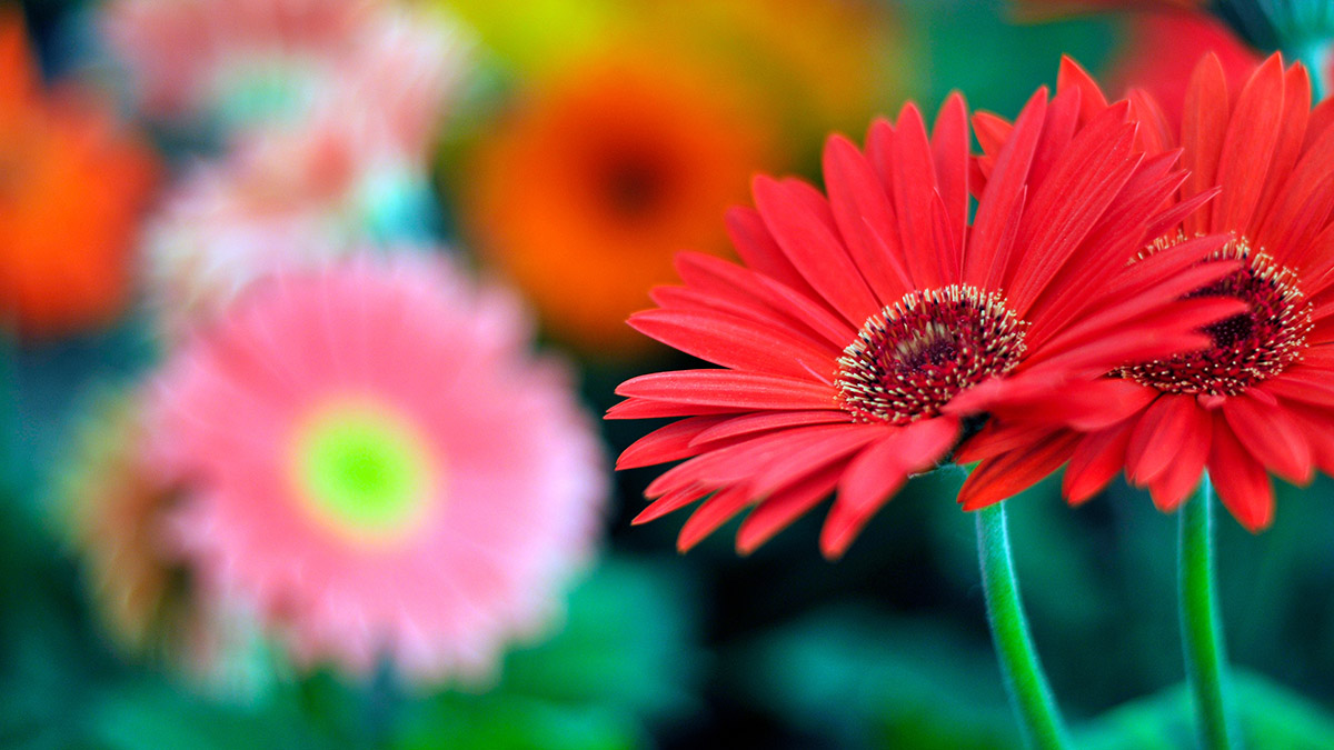 Gerbera Daisy Care Tips & Tricks | Petal Talk
