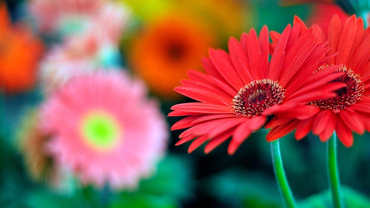 Daisy Facts, History, & Symbolism | Petal Talk