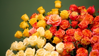 How to Say 'Rose' in Different Languages | Petal Talk