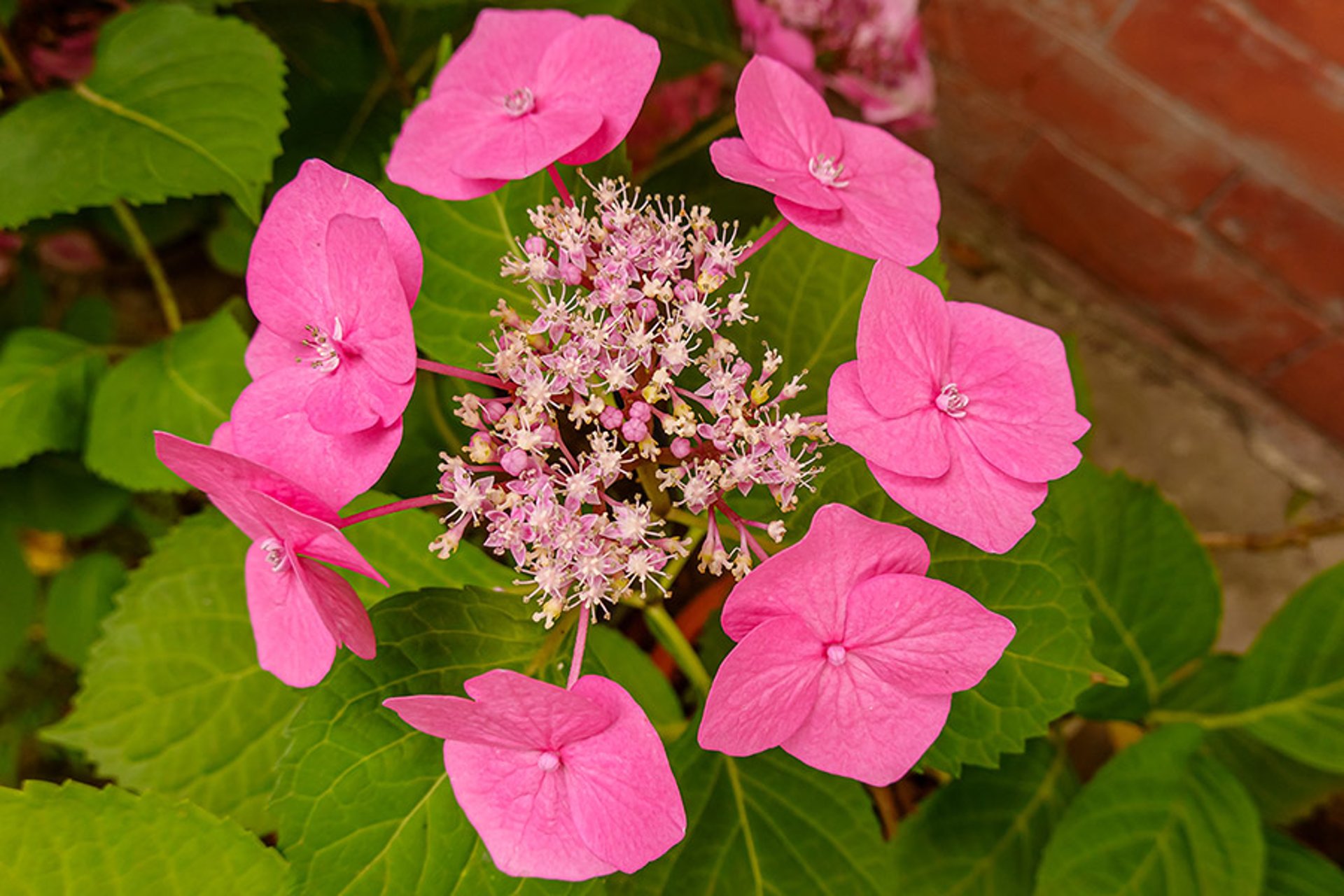 6 Kinds of Hydrangeas & Hydrangea Care Tips | Petal Talk